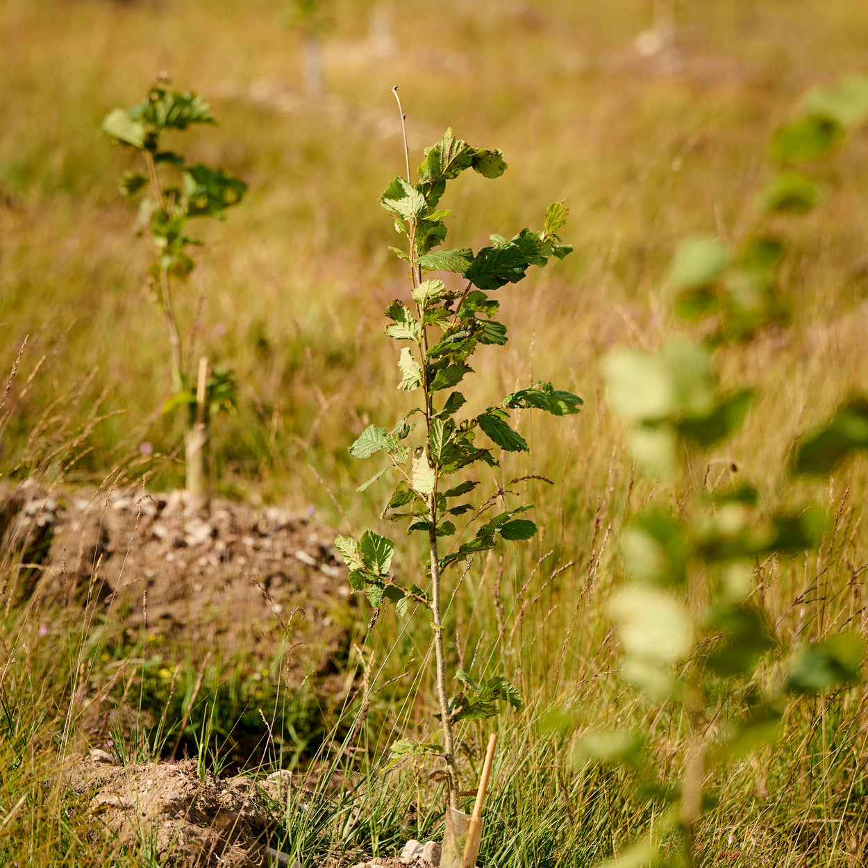 Our Mission – Trees Not Tees